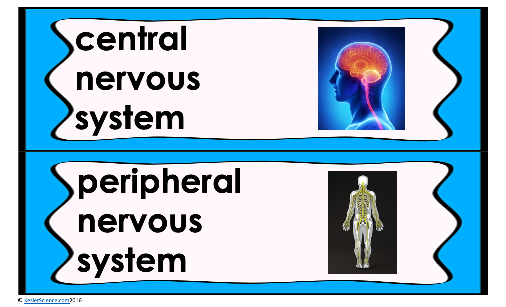 Nervous System Lesson Plan – A Complete 5E Method Science Unit